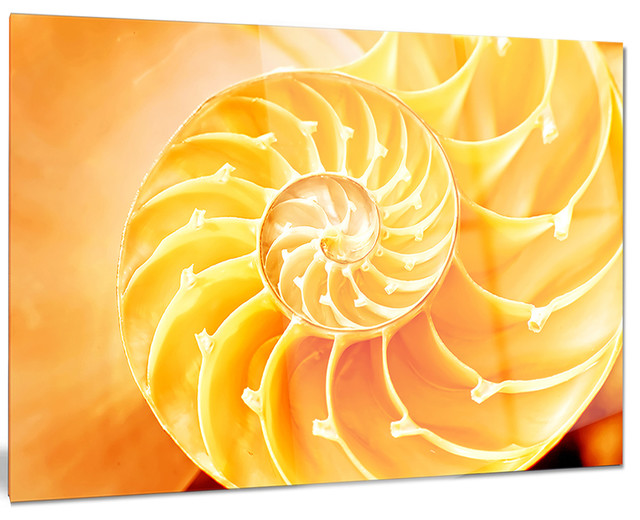 "Yellow Nautilus Shell" Glossy Metal Wall Art, 28"x12" - Beach Style ...