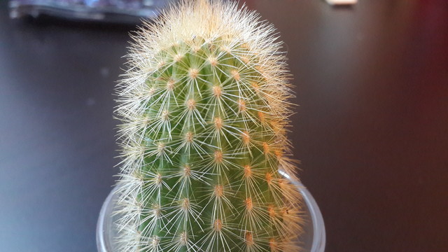 Cactus ID Help Please: cylindrical cactus