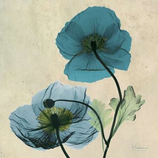 Iceland Poppy Poster Print by Albert Koetsier - Item # VARPDXAK5SQ029B ...