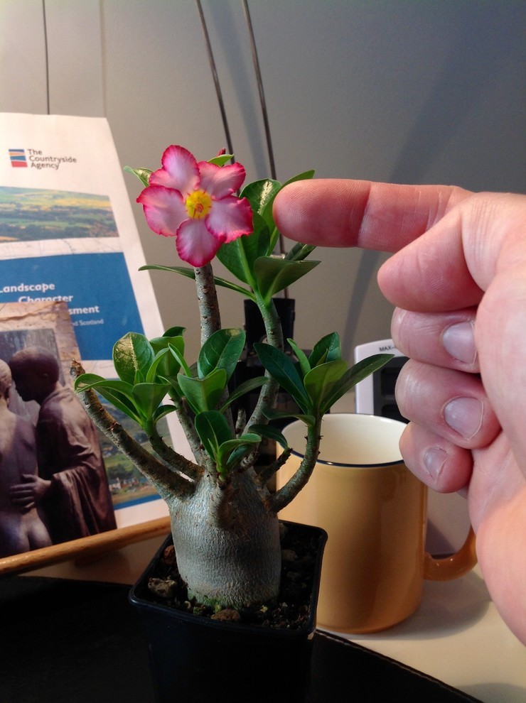Adenium arabicum 'RCN' Progress