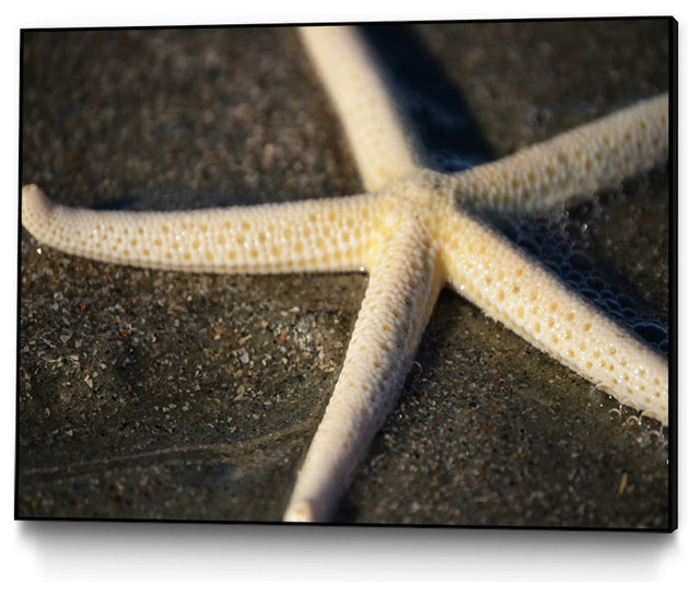 "Starfish" Art block Framed Canvas, 20"x16" - Beach Style - Prints And ...