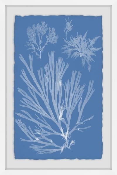 "Seaweed Cyanotype III" Framed Painting Print, 30"x45" - Beach Style ...