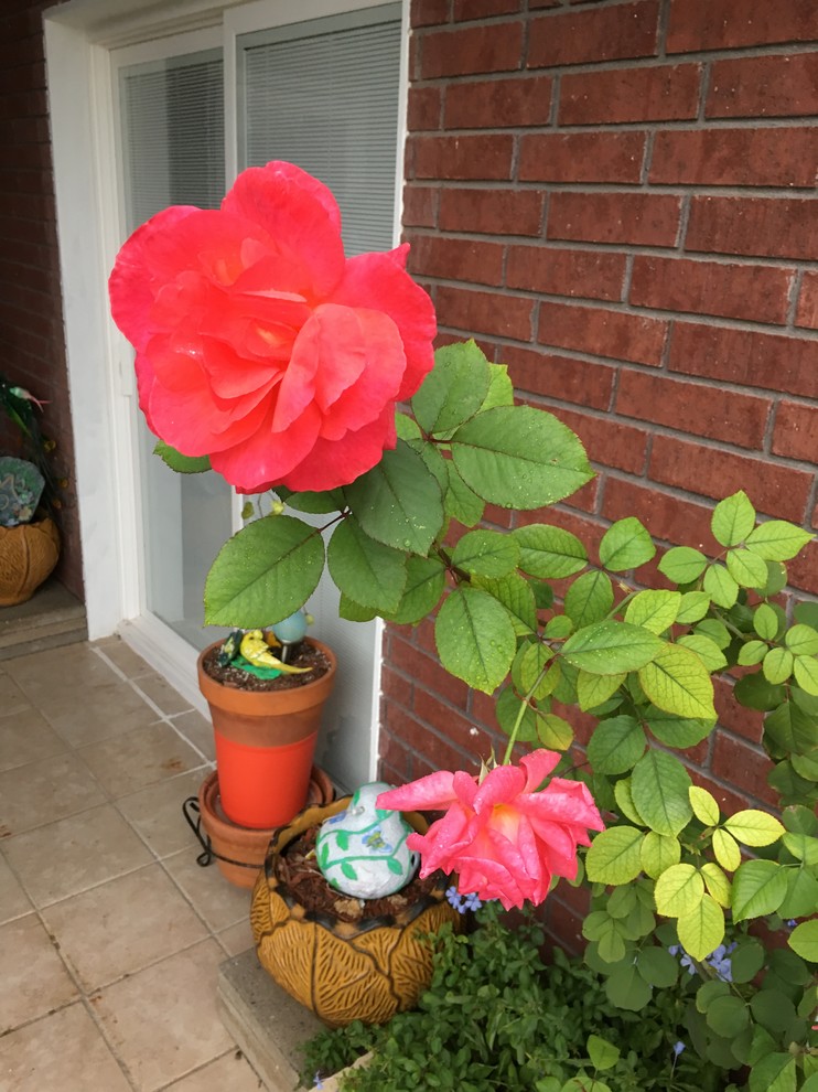 Identify rose bush