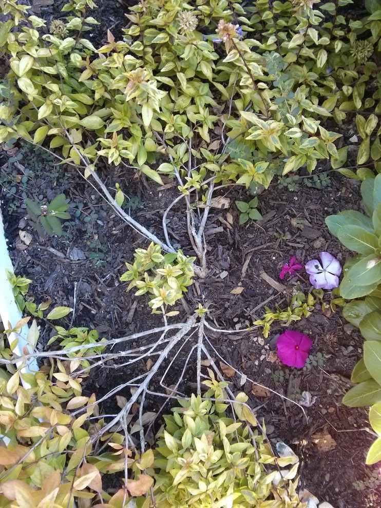 Hard Pruning Abelia