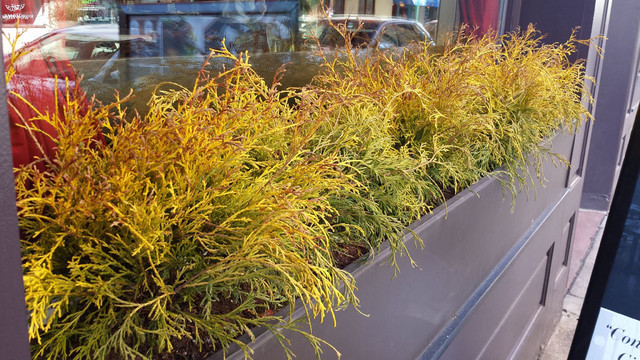 Name this shrub/subshrub?