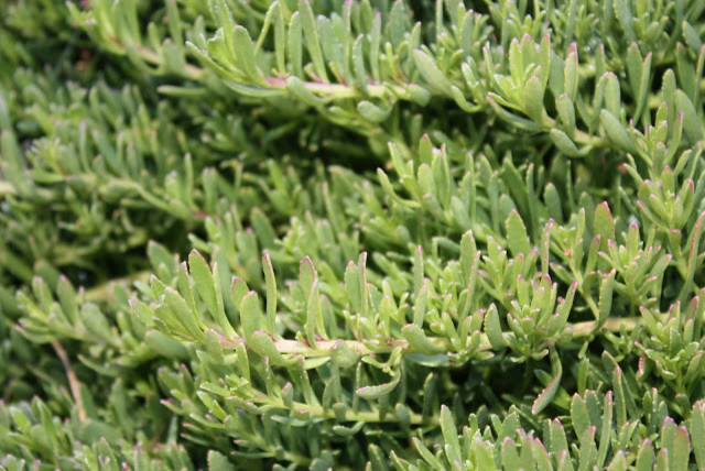 Ground Cover ID - pics included