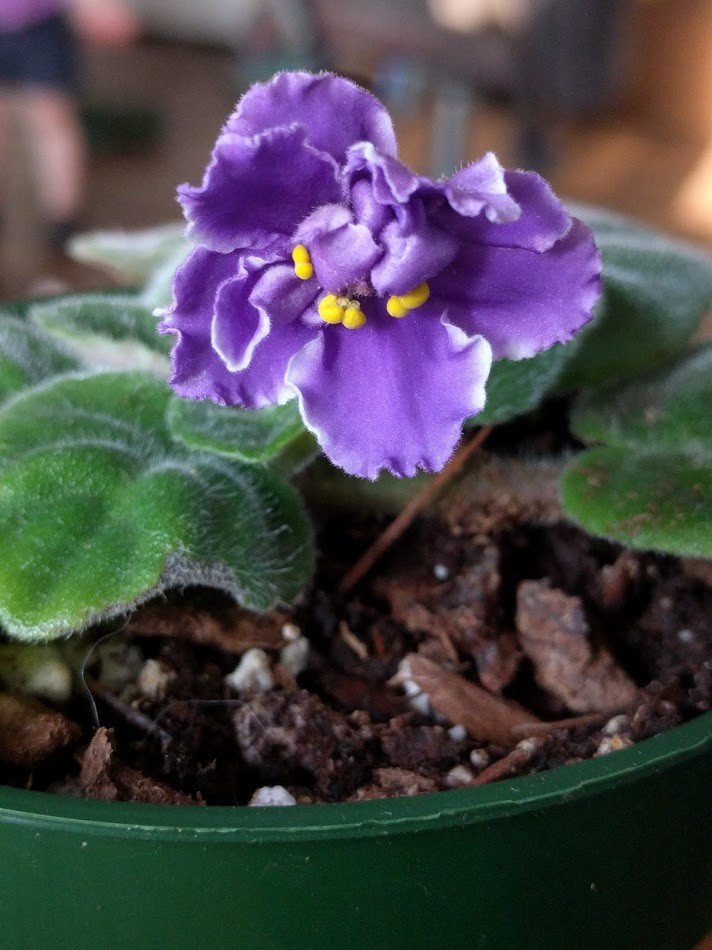 Russian AVs and Sports