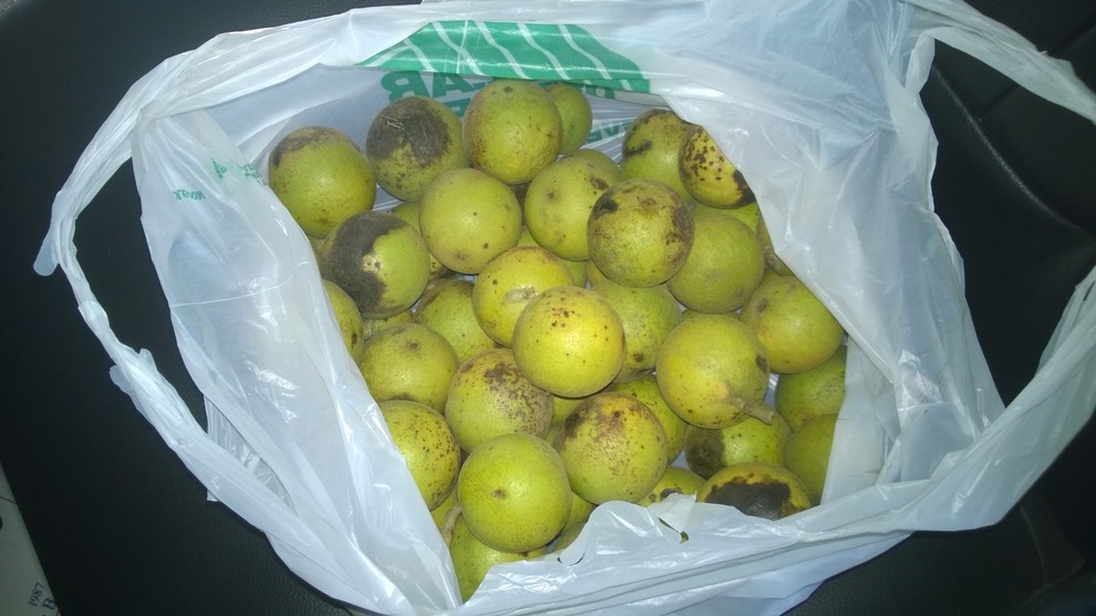 Black Walnuts in Texas