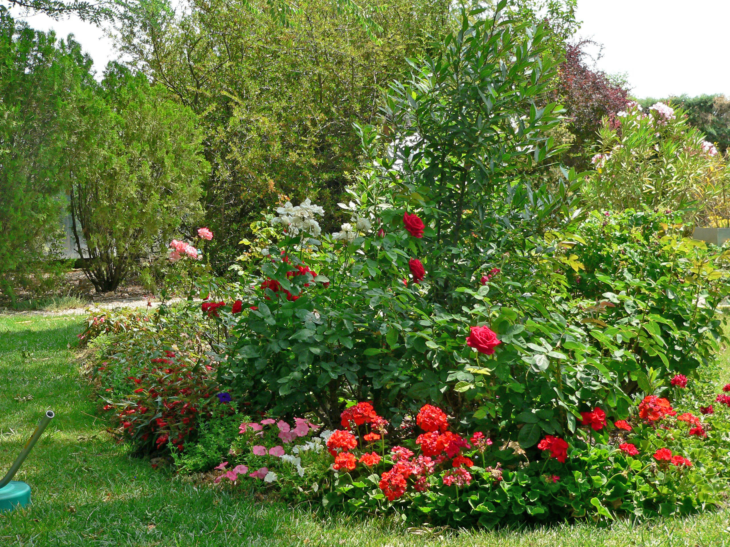 Rosales Para Paisajismo