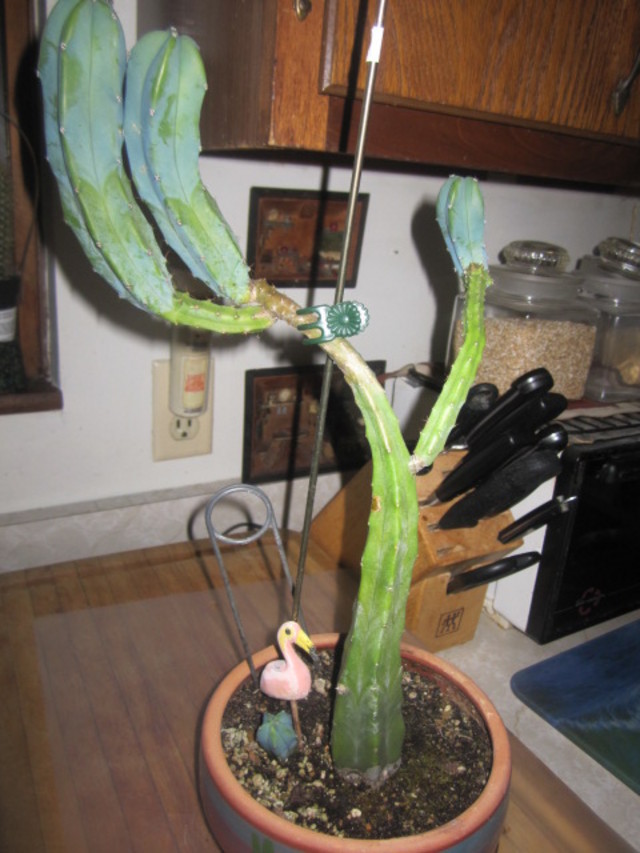 What to do with top-heavy cactus?