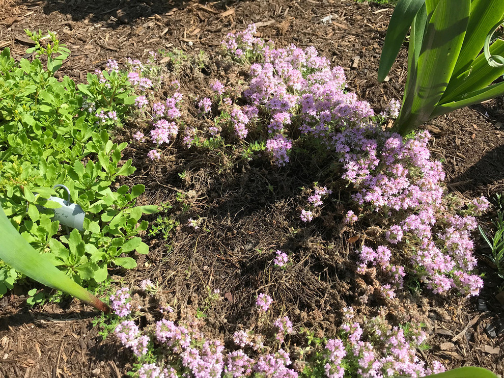 Dead area in center of Creeping Thyme patch | Houzz Forum