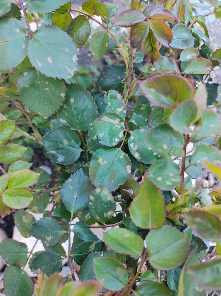 Please help! Rose leave burn on all my roses after using malathion ...