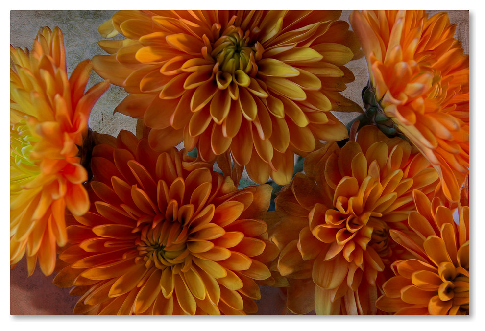 Bob Rouse 'Bunch Of Mums' Canvas Art, 22"x32" - Contemporary - Prints ...