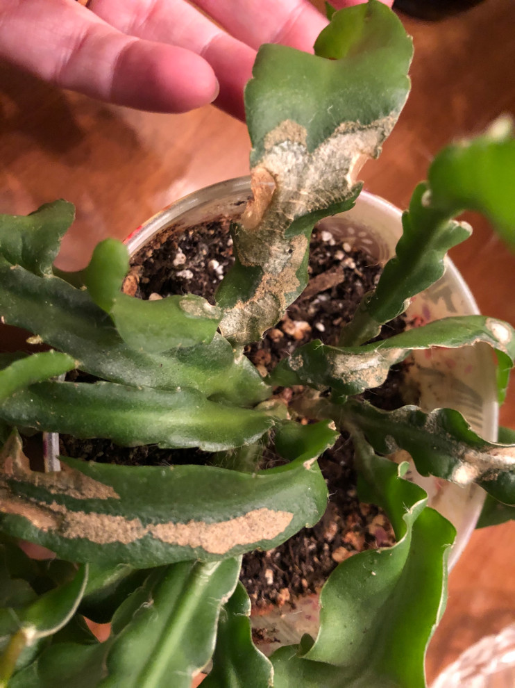 Sunburned orchid cactus?