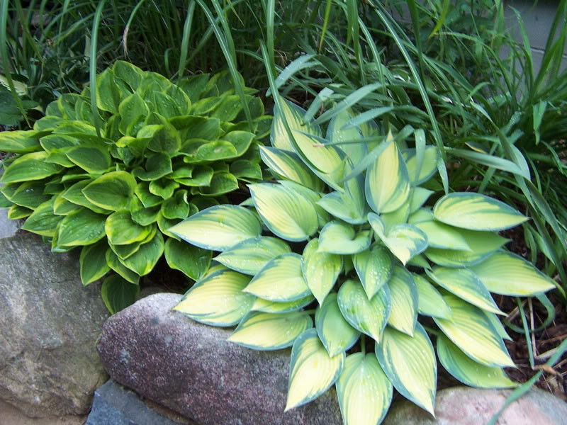 a secret hosta corner of our shade gsrden