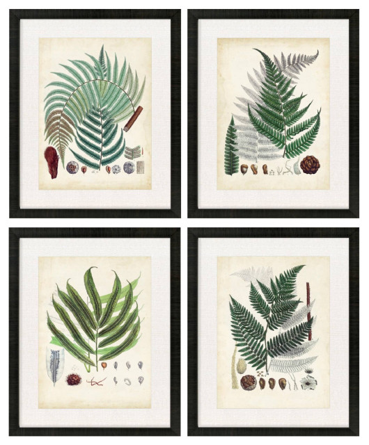 Collected Ferns-A Artwork, 4-Piece Set - Tropical - Prints And Posters ...