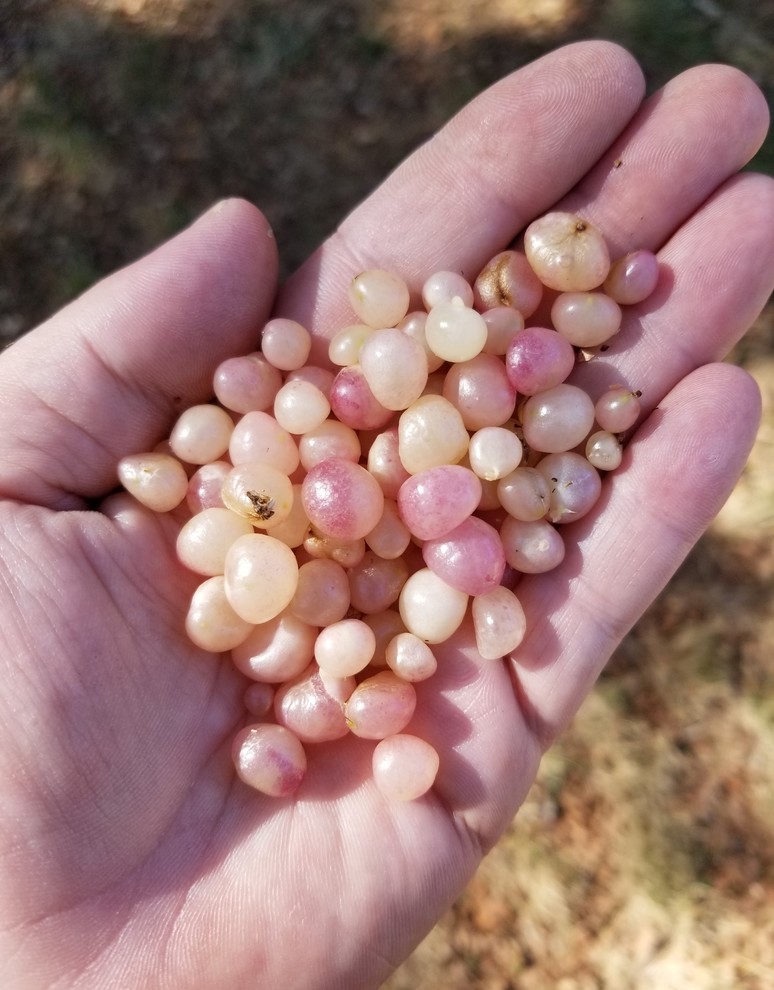 Pink Lady Lily Propagation