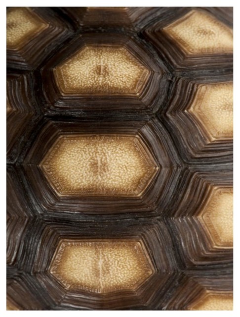 "Carapaced Motif III" Fine Art Piece, 30"x40" - Contemporary ...