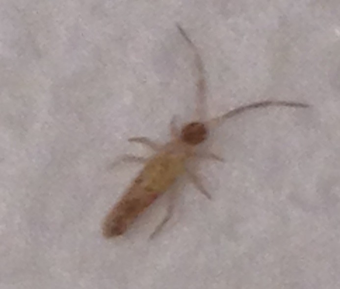 What bug is this? Very small, ~1 mm, inside house.