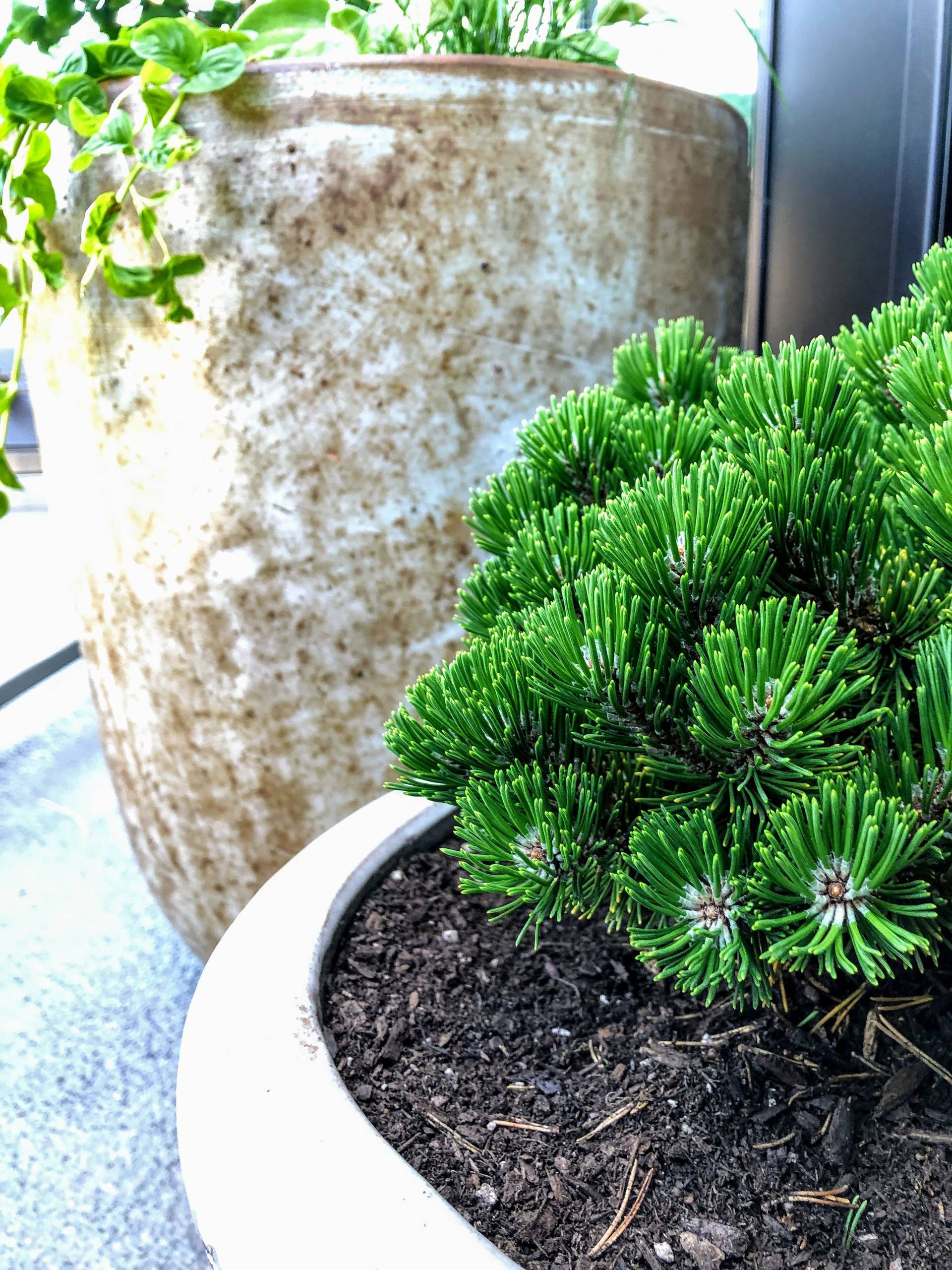 Best Evergreens For Pots Evergreens For Winter Pots Richard Jackson