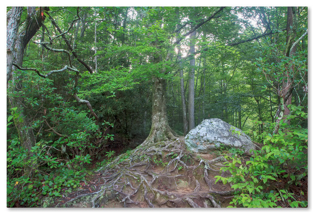 Bob Rouse 'Roots' Canvas Art, 30"x47" - Rustic - Prints And Posters ...