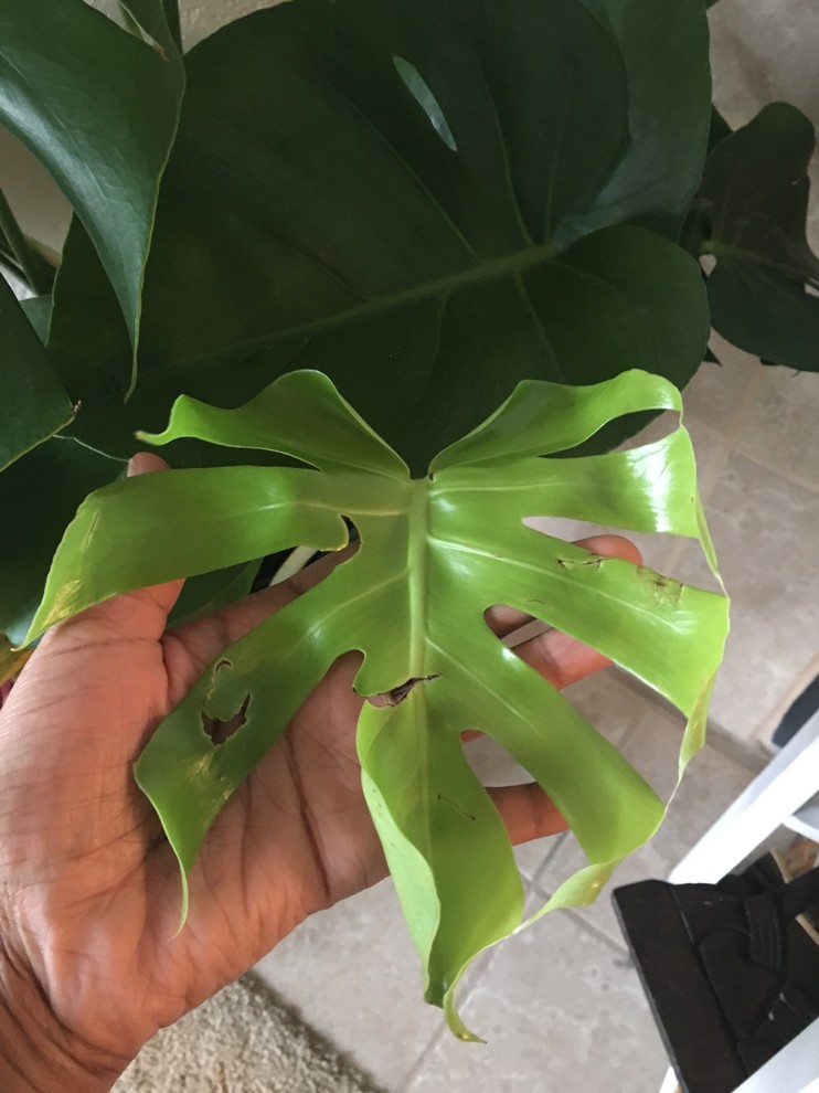 Monstera Deliciosa tearing and browning?