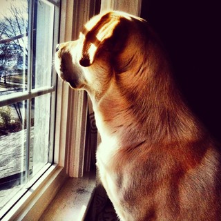 YELLOW DOG DESIGN & RENOVATION - Project Photos & Reviews - Buffalo, NY ...