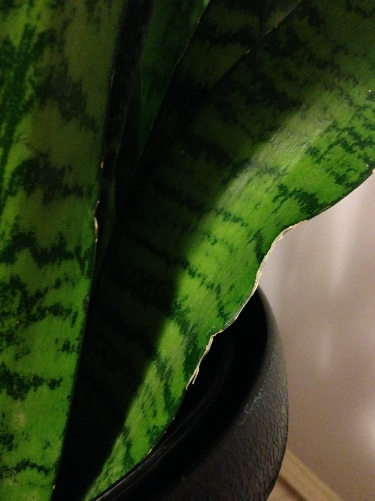 Snake plant home depot-curling?
