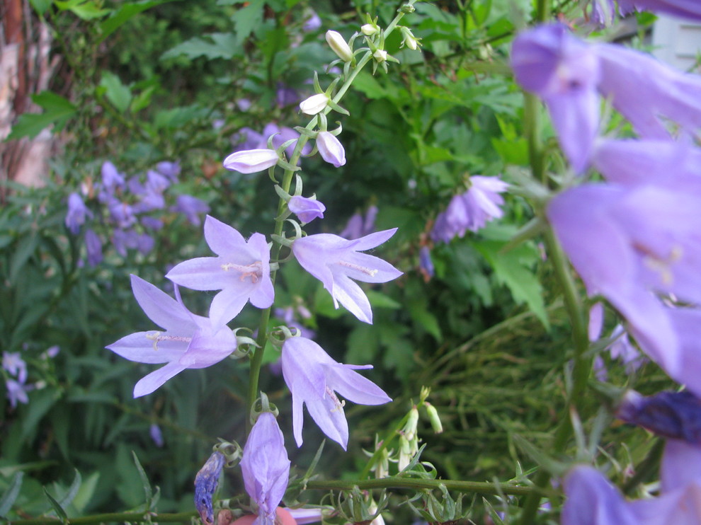 Ladybells Botanical Name