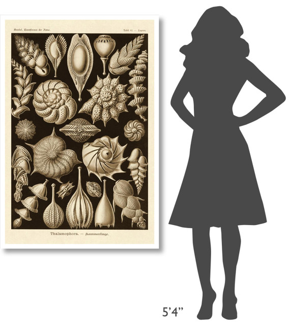 "Haeckel Nature Illustration: Thalamophora, Forminifera Tint" Paper Art ...