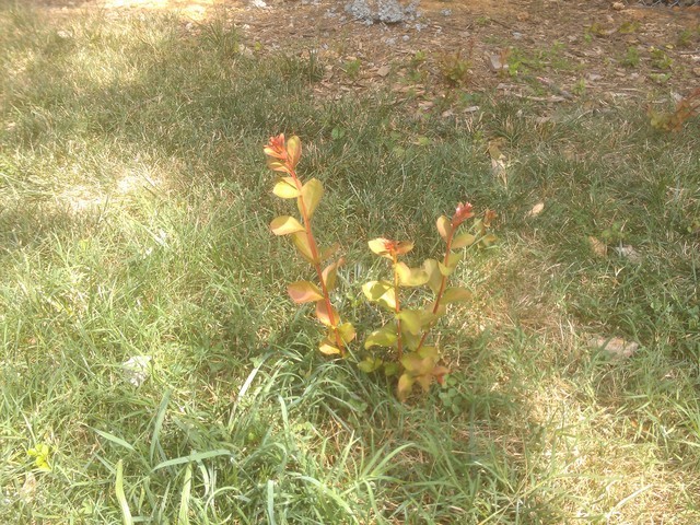 Weed or Baby Crepe Myrtle?