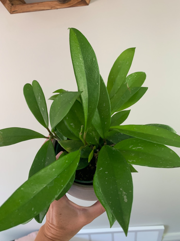 Hoya identification