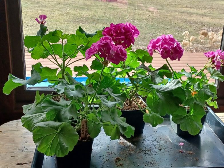 Some early March cheer