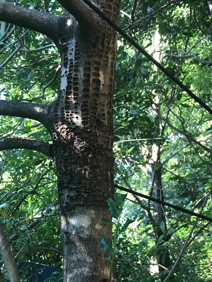 Identify cause of bark on holly tree | Houzz Forum