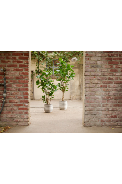 Artificial Dicot Dwarf Tree | Emerald Polyscias - Contemporary ...