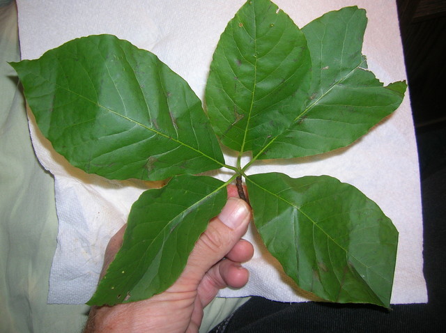 What is this tree?