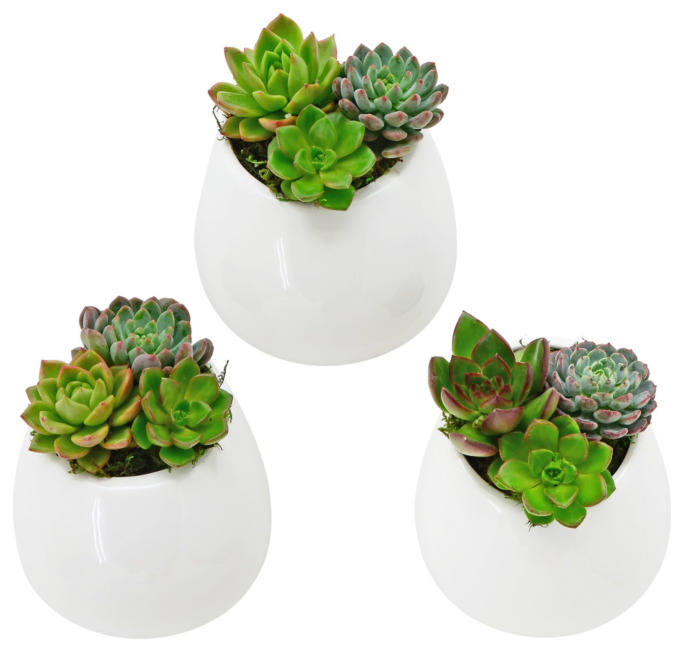 Small Round Wall Planters, Set of 3 - Contemporary - Outdoor Pots And ...