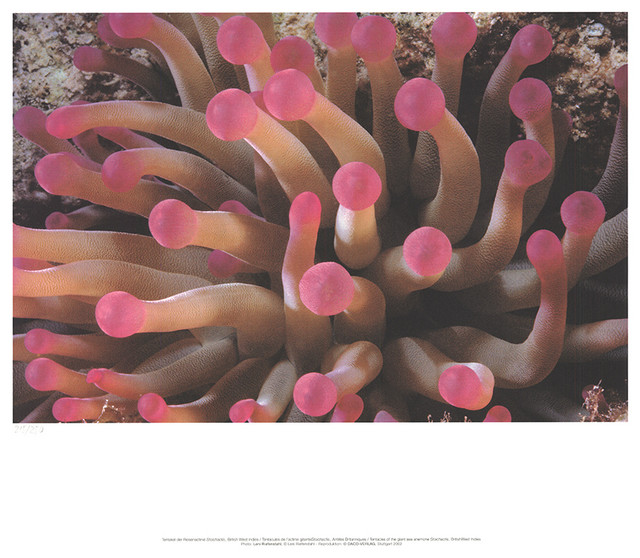 Leni Riefenstahl, Tentacles of Giant Anemone Stoichactis, 2002, 19.5 ...