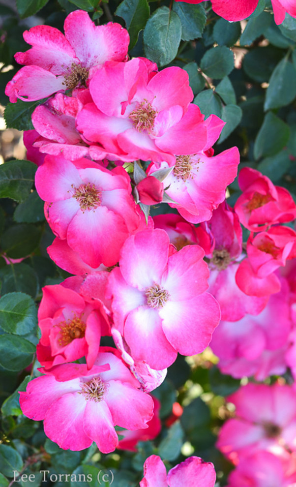 Chuckles a Shrub Rose.