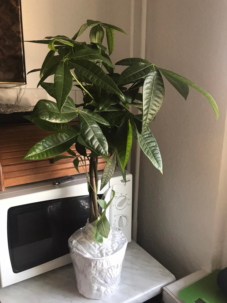 How to take care about Pachira aquatica