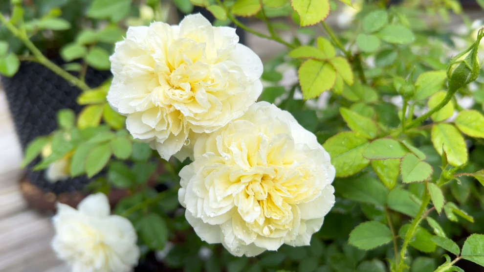 The Country Parson - 1st Year