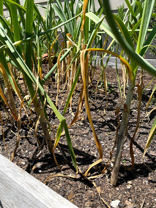Creole garlic umbels/bulbils
