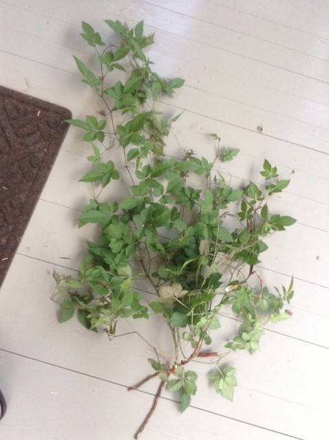 What is this evil vine?