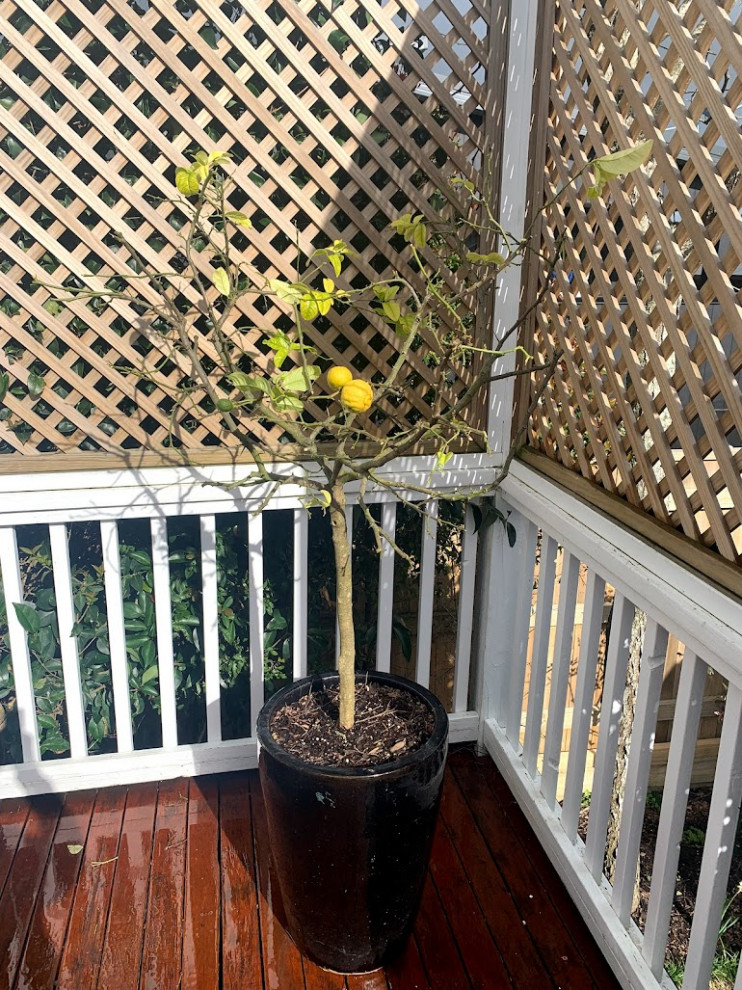 Potted citrus tree dying