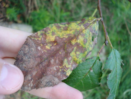 Plum Tree losing leaves and browning leaves