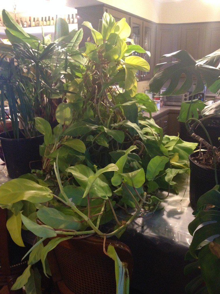 Philodendron identification