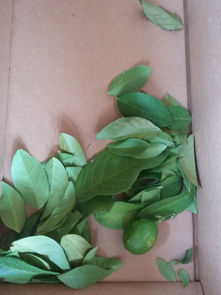 Four Winds Trees Have Arrived
