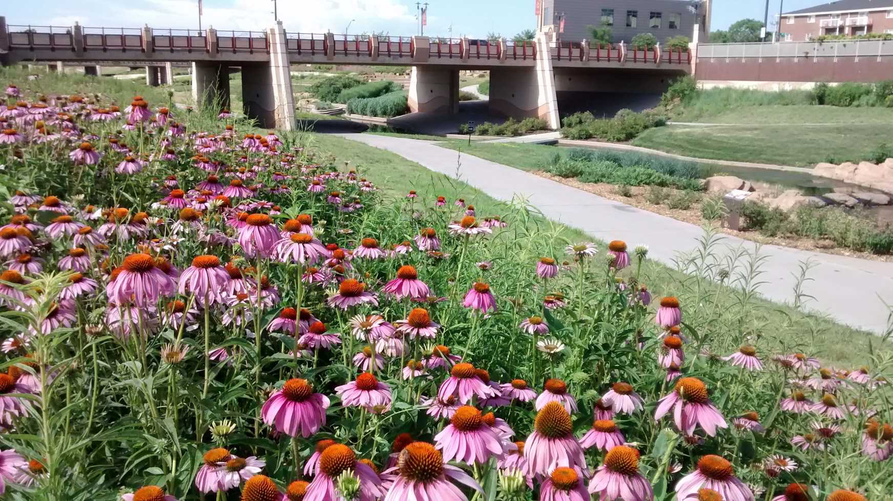 The Benefits of Wild Landscape Design