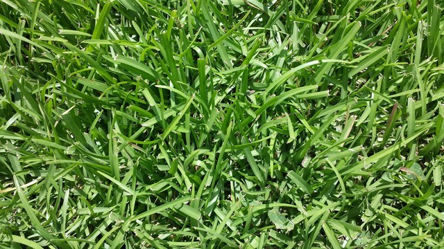 Turf identification