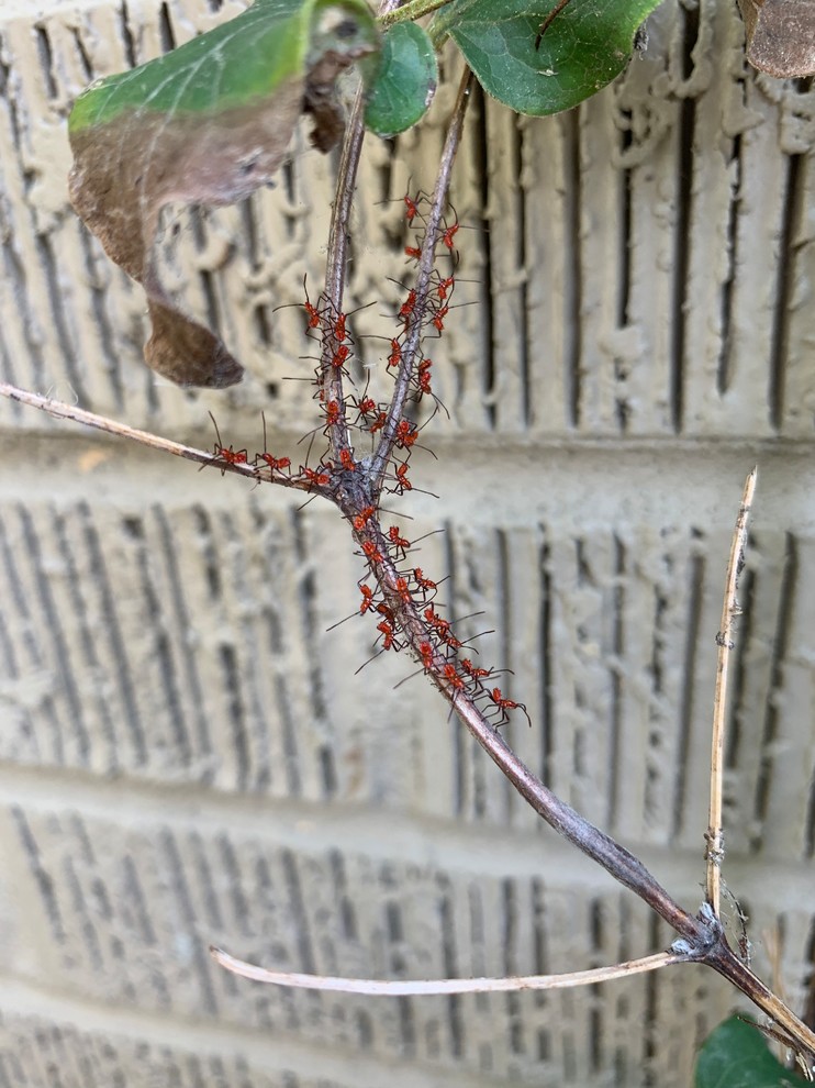 Small red bugs on clematis? | Houzz Forum
